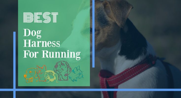 10 Best Dog Running Harness of (2020) Jog With Pup!